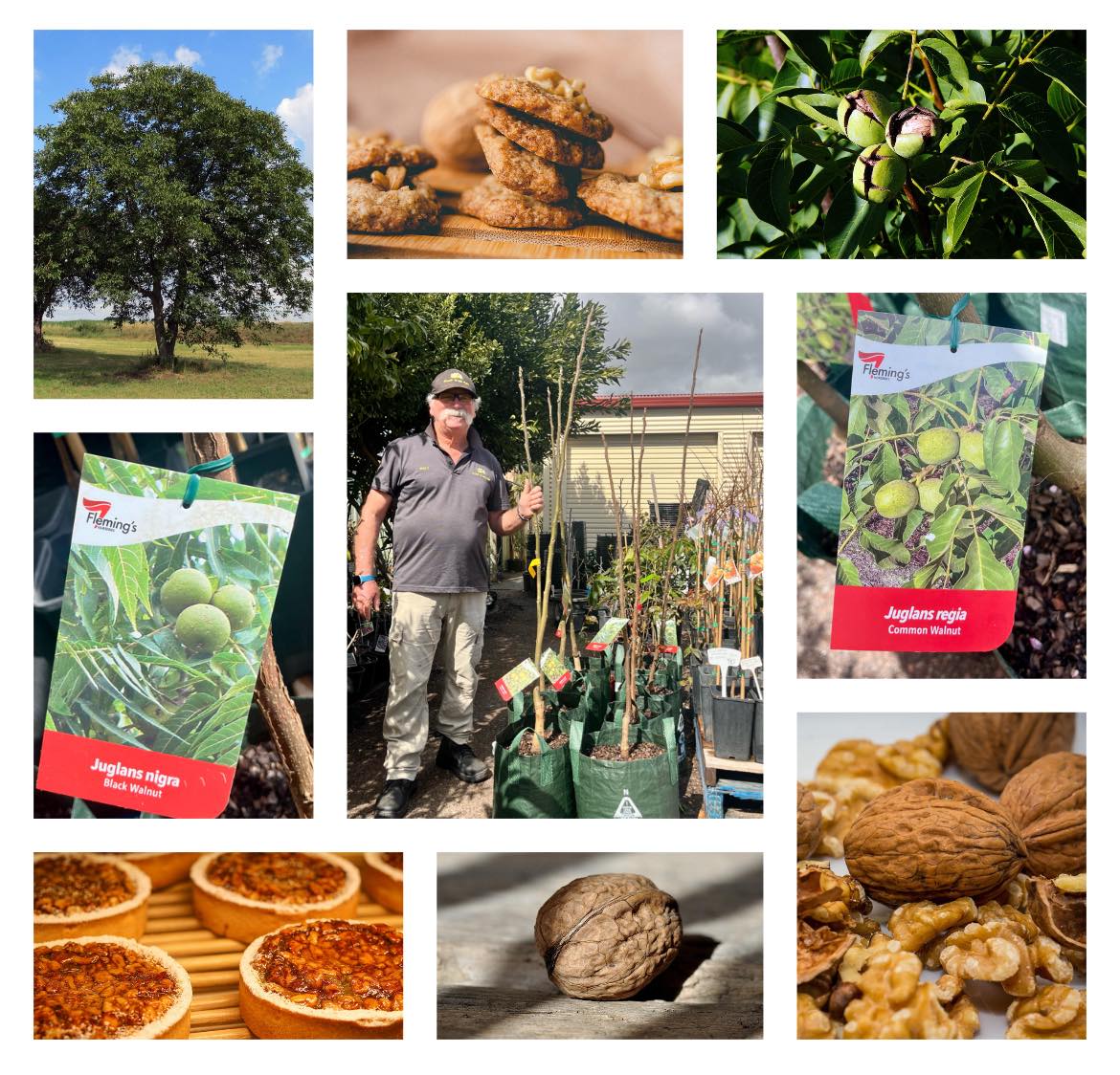 Tangelo | Minneola | Fruit Tree Man