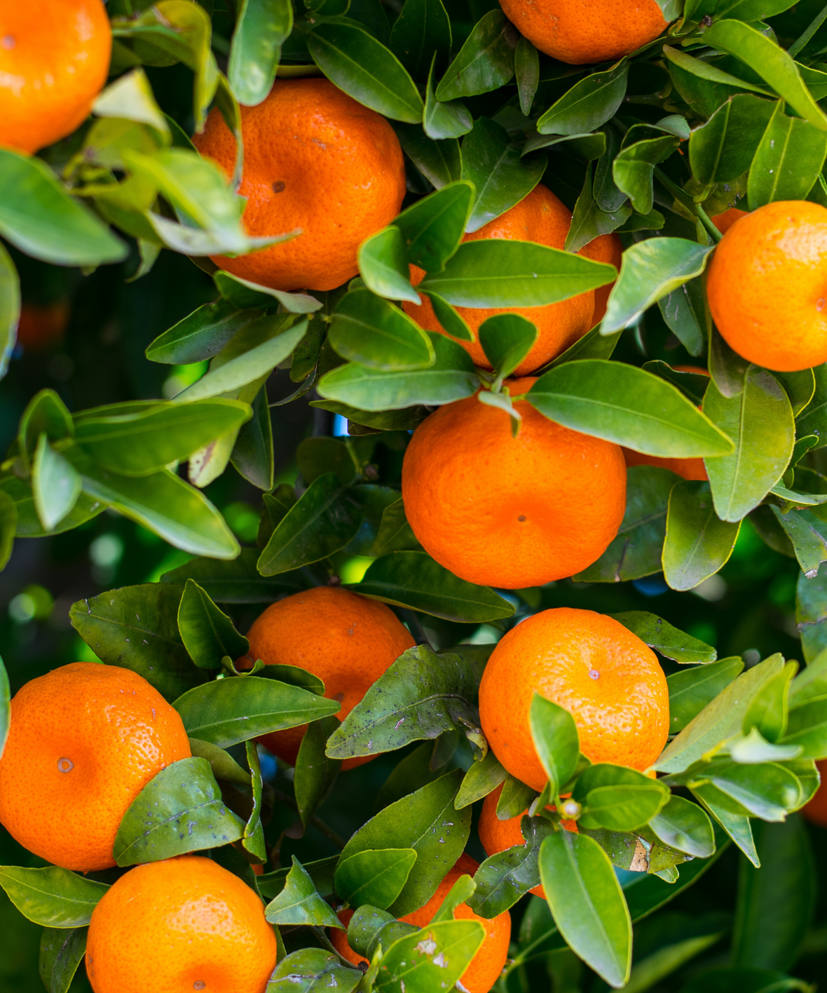 Fruit Tree Man | Buy Fruit Trees Perth WA | Citrus & Stone Fruit
