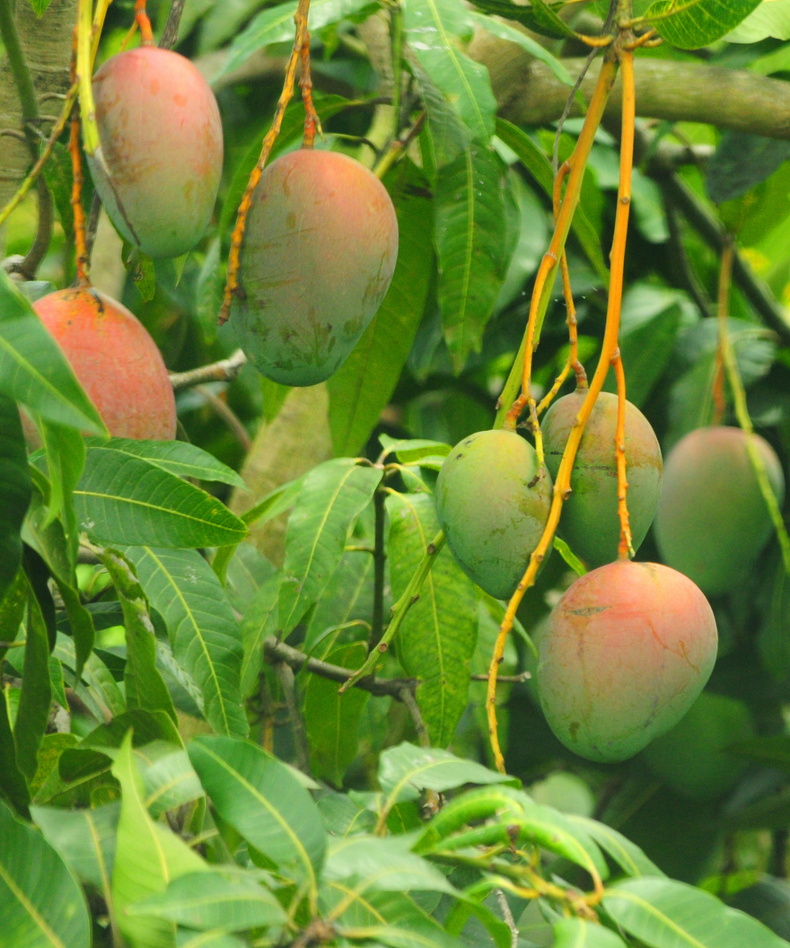 Fruit Tree Man | Buy Fruit Trees Perth WA | Citrus & Stone Fruit