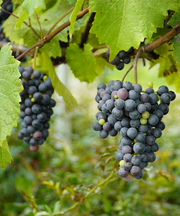 Fruit Tree Man | Buy Fruit Trees Perth WA | Citrus & Stone Fruit
