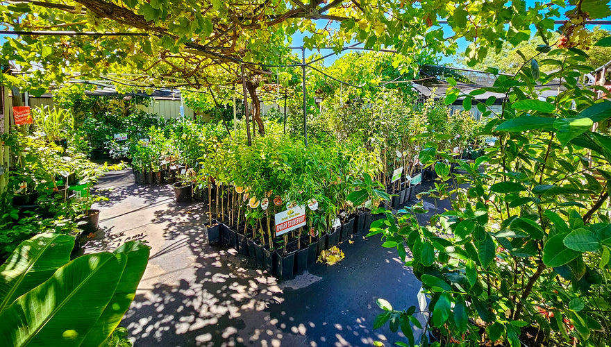 Fruit Tree Man | Buy Fruit Trees Perth WA | Citrus & Stone Fruit